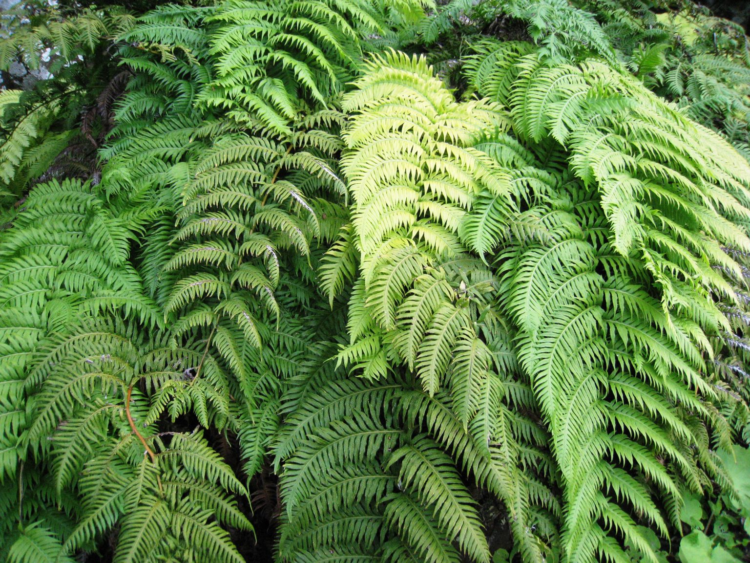 Nella Sila Piccola c’è una Felce Gigante Preistorica! - Una Felce ...