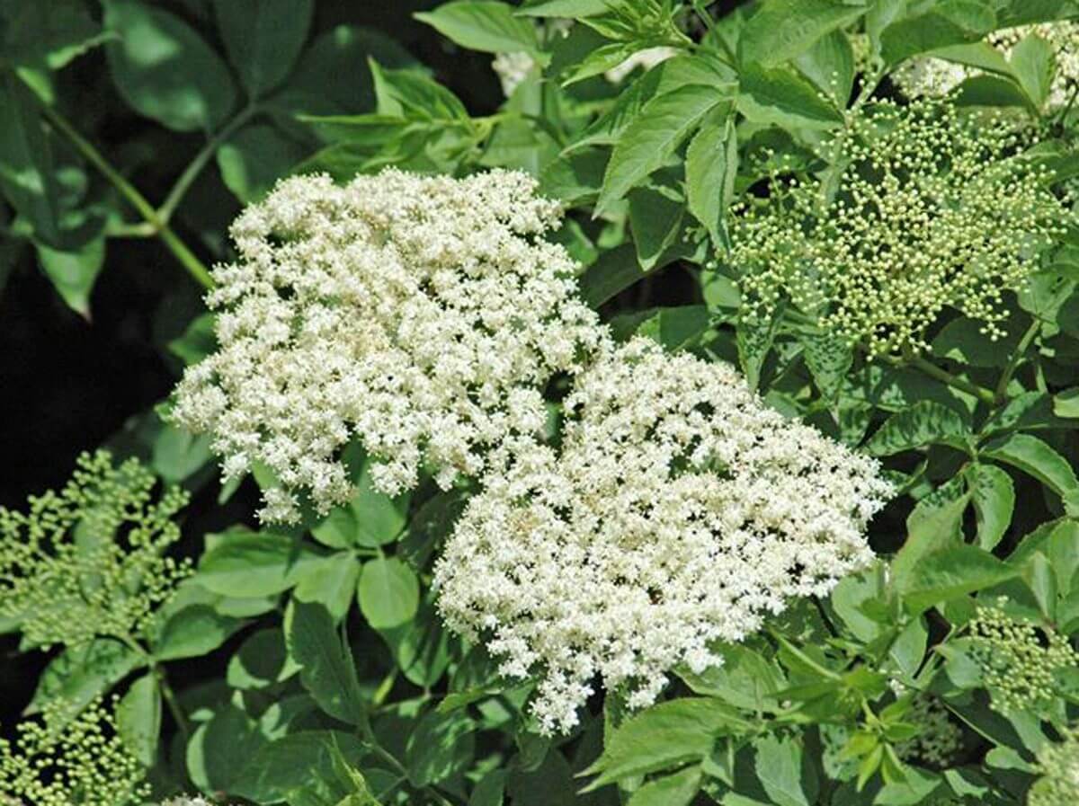 Il Sambuco, Pianta Misteriosa, Fonte di Benessere! - Tanta Salubrità