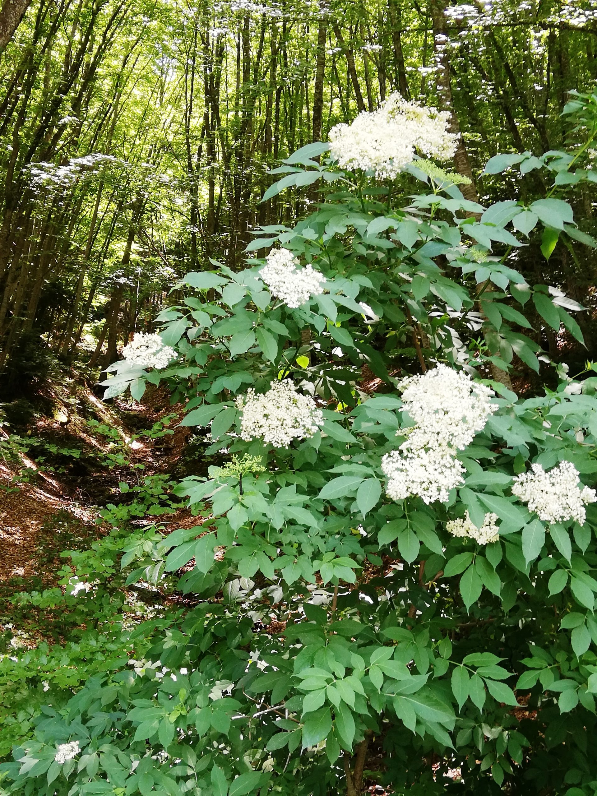 Il Sambuco, Pianta Misteriosa, Fonte di Benessere! - Tanta Salubrità
